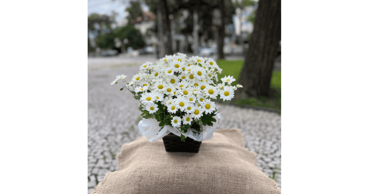 P06-Mini Margarida Natural
